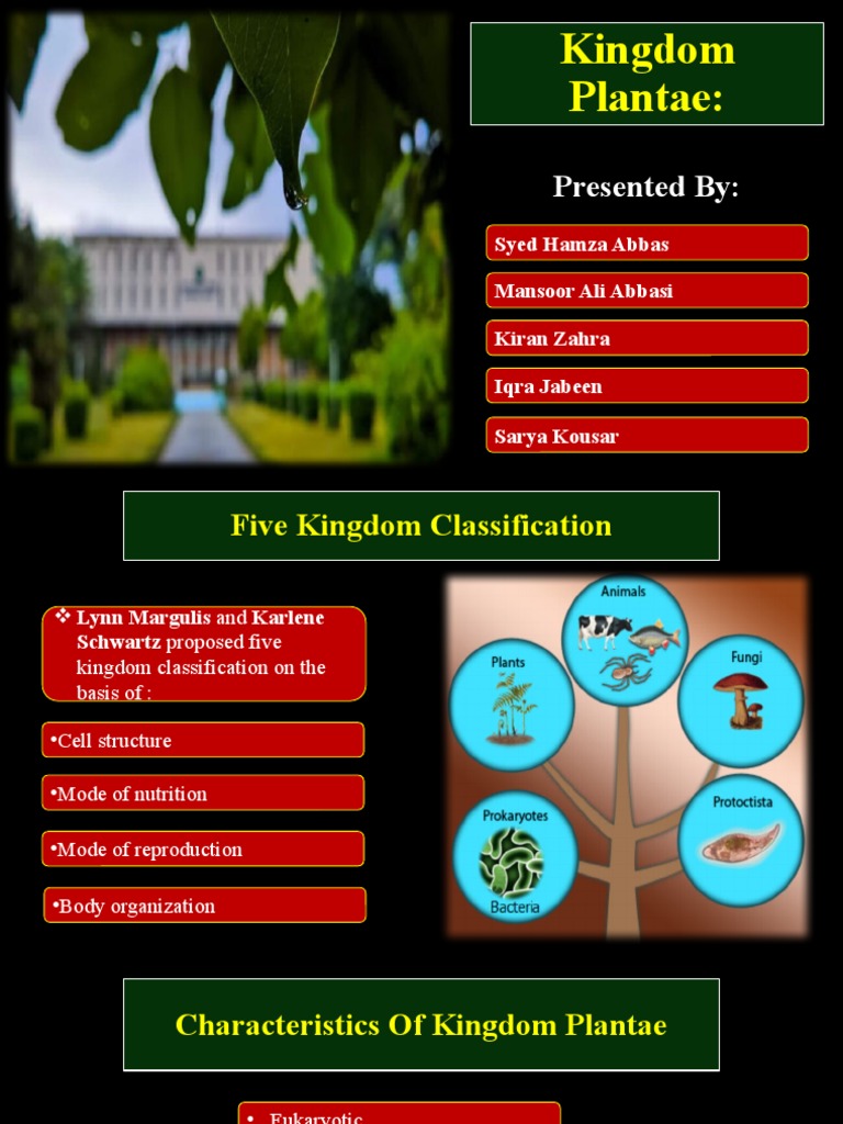 Plantae Kingdom Overview | PDF | Leaf | Plants