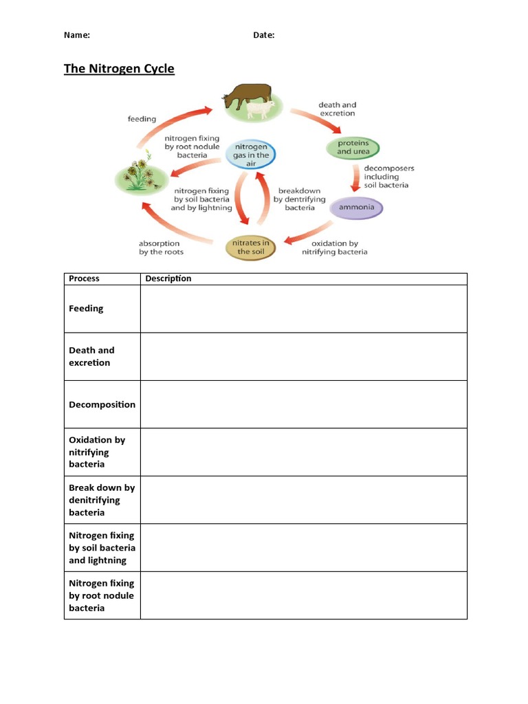 The Nitrogen Cycle WS | PDF