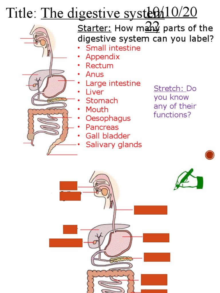 MN The Human Digestive System | PDF | Human Digestive System | Digestion