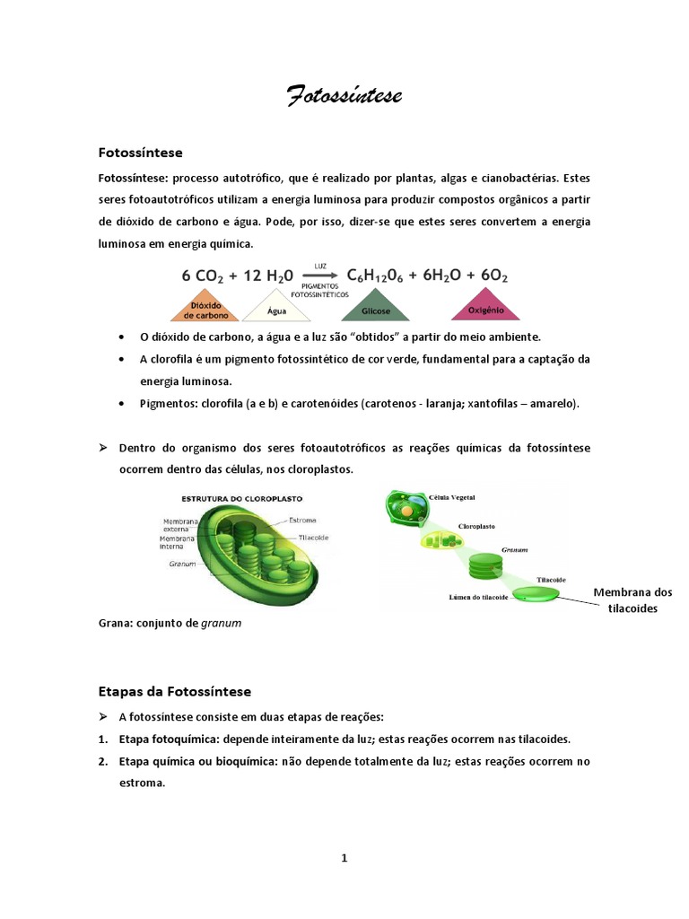 Fotossíntese - Resumos | PDF | Clorofila | Fotossíntese