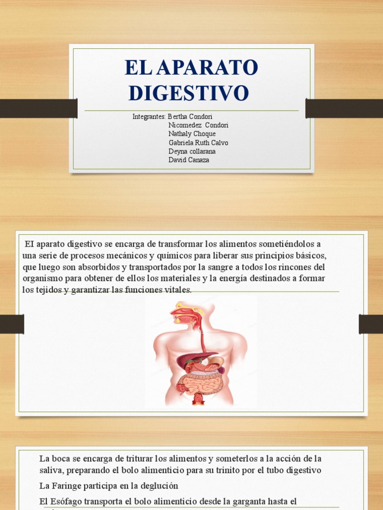 El Aparato Digestivo | PDF | Estómago | Sistema digestivo humano