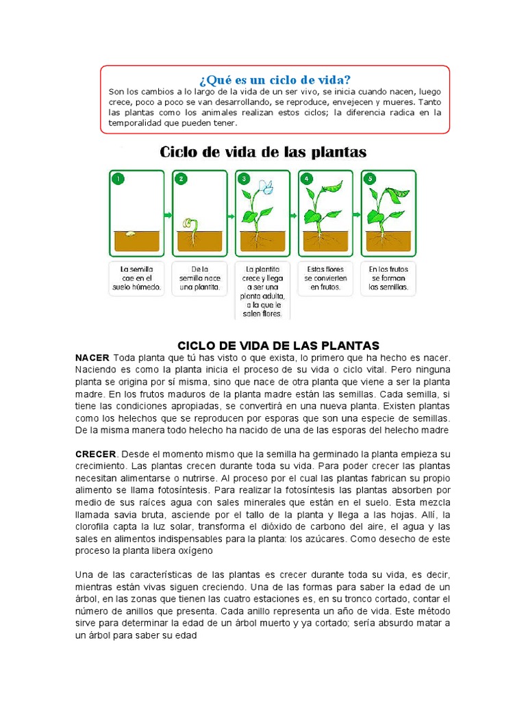 Ciclo de Vida de las Plantas | PDF | Plantas | Fotosíntesis