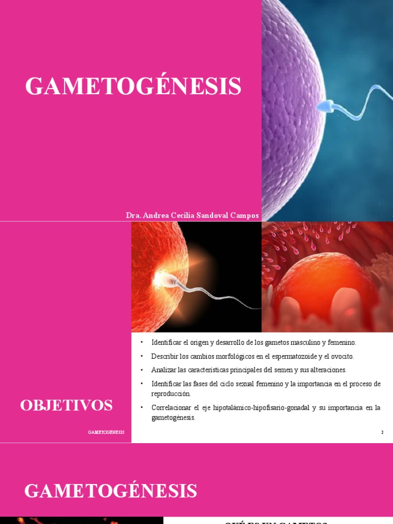 Gametogenesis | PDF | Ciclo menstrual | Ovario