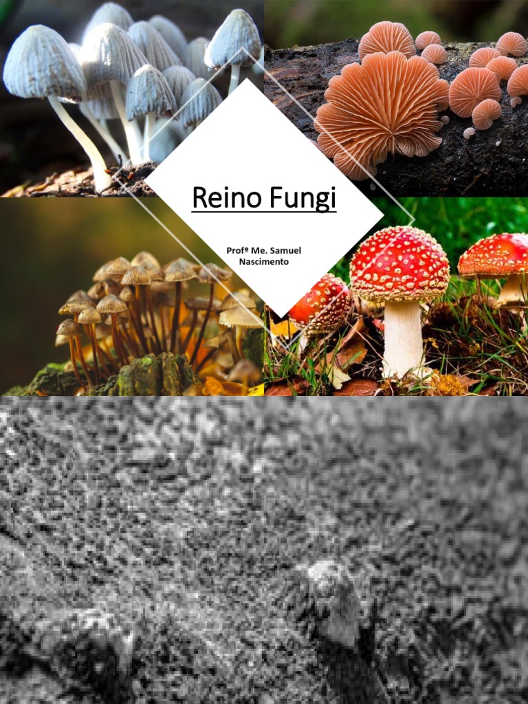 Microbiologia - Reino Fungi | PDF | Fungo | Decomposição