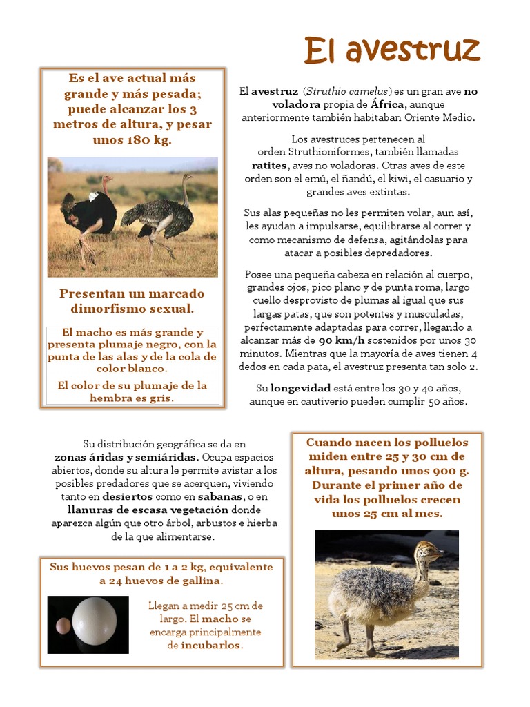 El Avestruz 1 | PDF | Aves | Ornitología