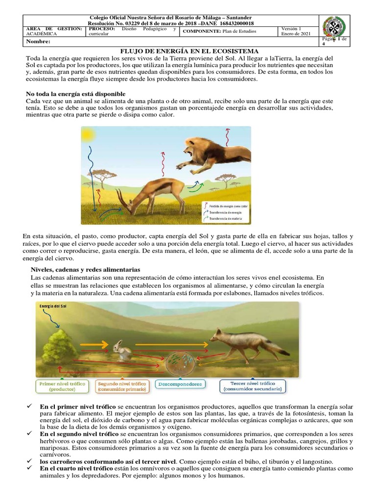 Flujo de Materia y Energia en Los Ecosistemas | PDF | Red alimentaria ...