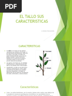 Partes Del Tallo y Sus Funciones | PDF | Tallo de la planta | Plantas