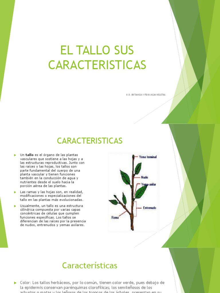 Características y Tipos de Tallos | PDF | Tallo de la planta | Raíz