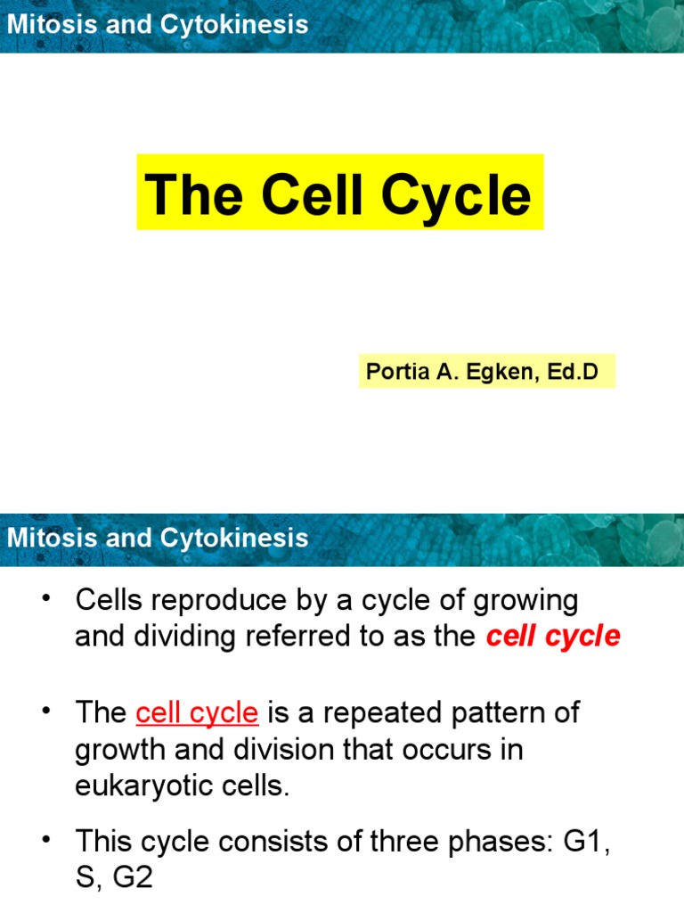 Cell Cycle | PDF | Mitosis | Cell Cycle