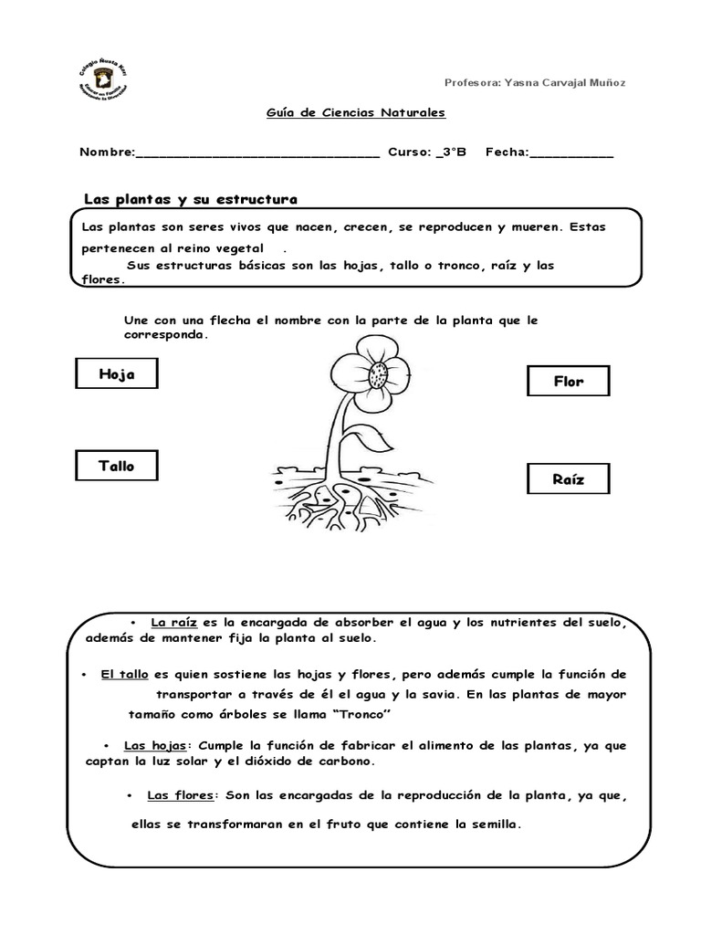 Guía de Ciencias Naturales Las Partes de La Planta | PDF | Plantas ...