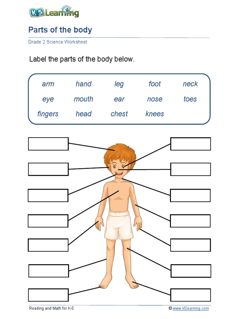 Grade 2 Body Parts Worksheet | PDF | Career & Growth | Language Arts ...