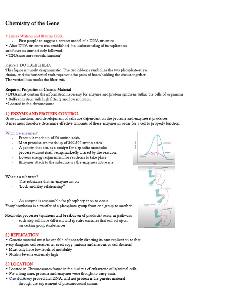 Chemistry of The Gene | PDF