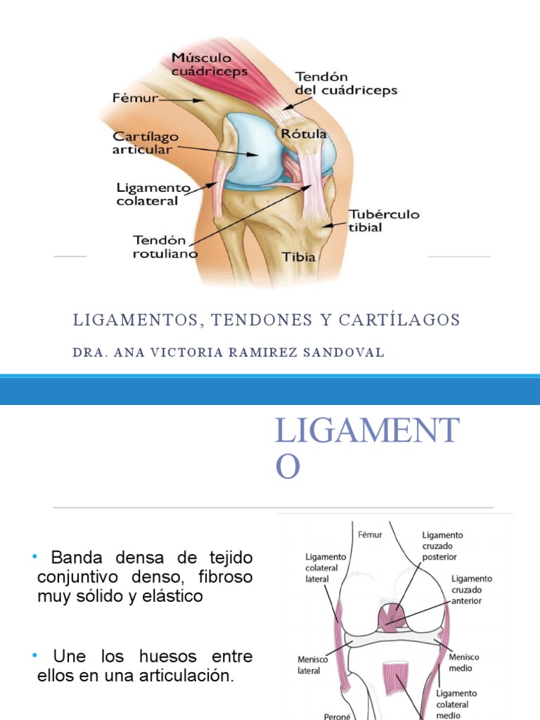 (5a Clase) Ligamentos Tendones y Cartilagos | PDF | Articulación | Cartílago