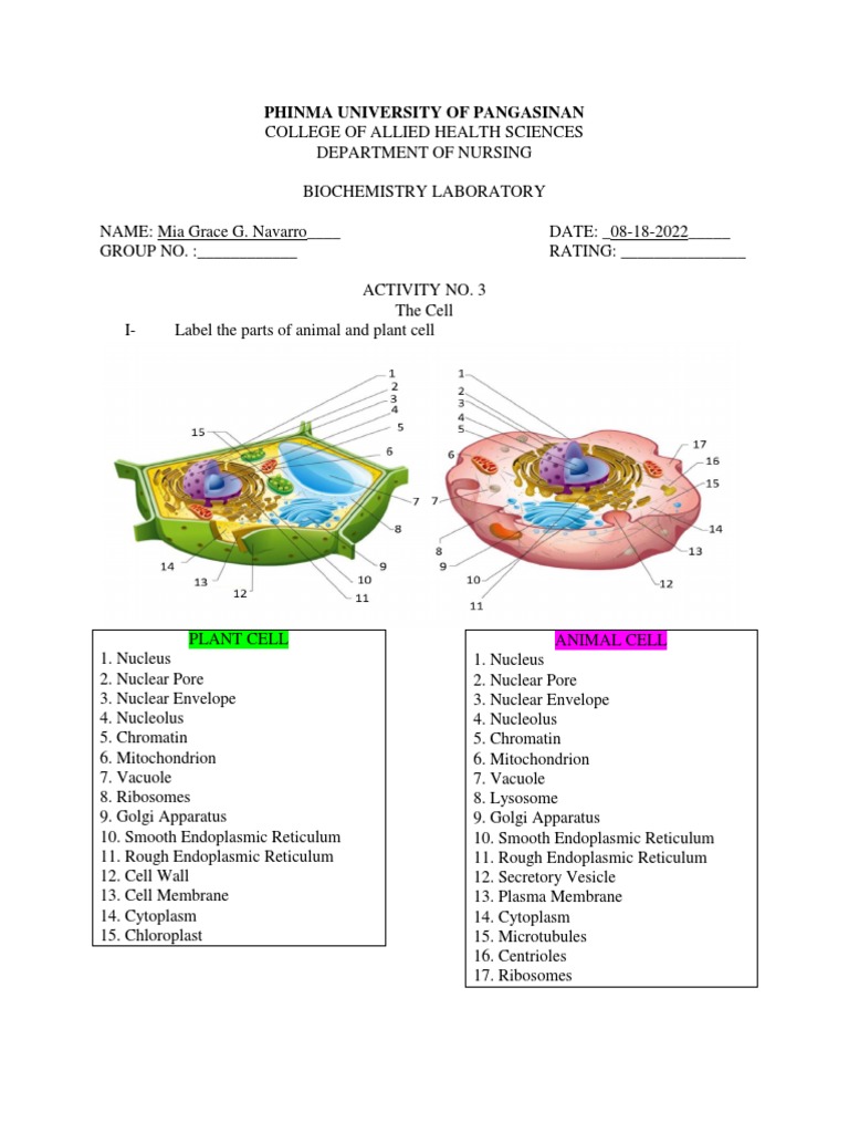 Cell Organelles and Functions | PDF | Cell Membrane | Endoplasmic Reticulum