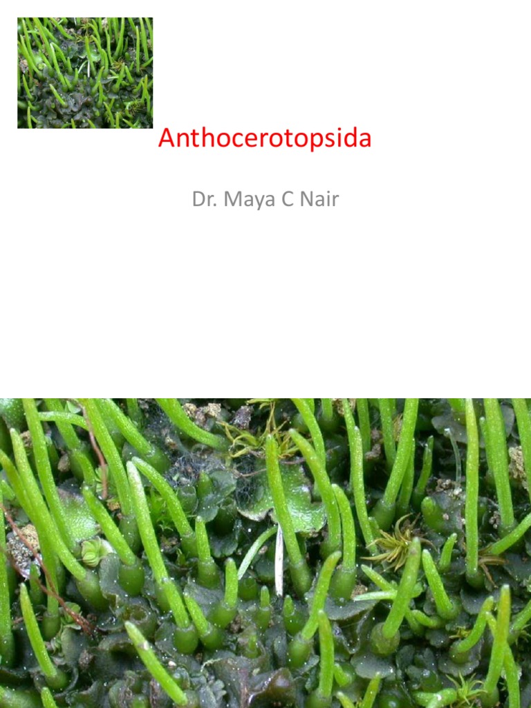 Anthocerotopsida | PDF | Plant Morphology | Plants