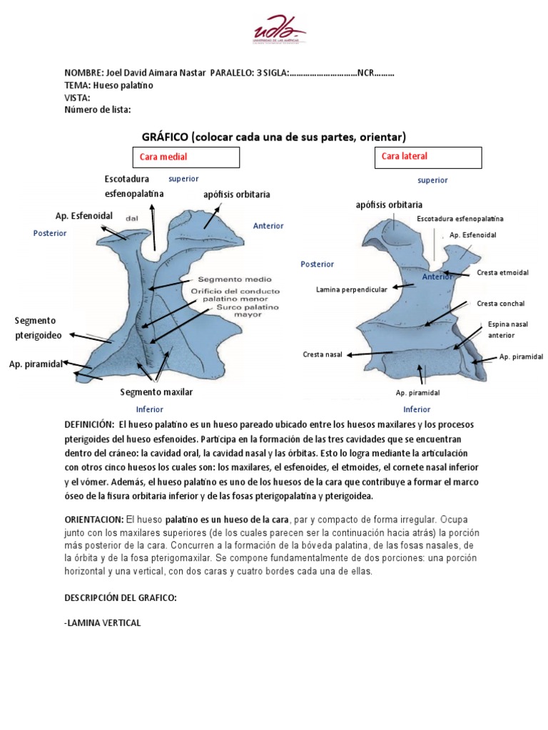 Hueso Palatino | PDF | Sistema esquelético | Cabeza y cuello humanos