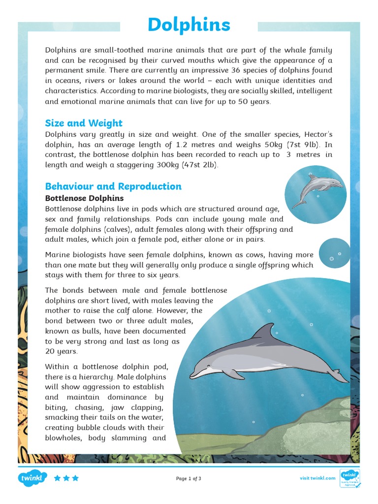 P5 Reading Exercise 56 | PDF | Dolphin | Cetacea