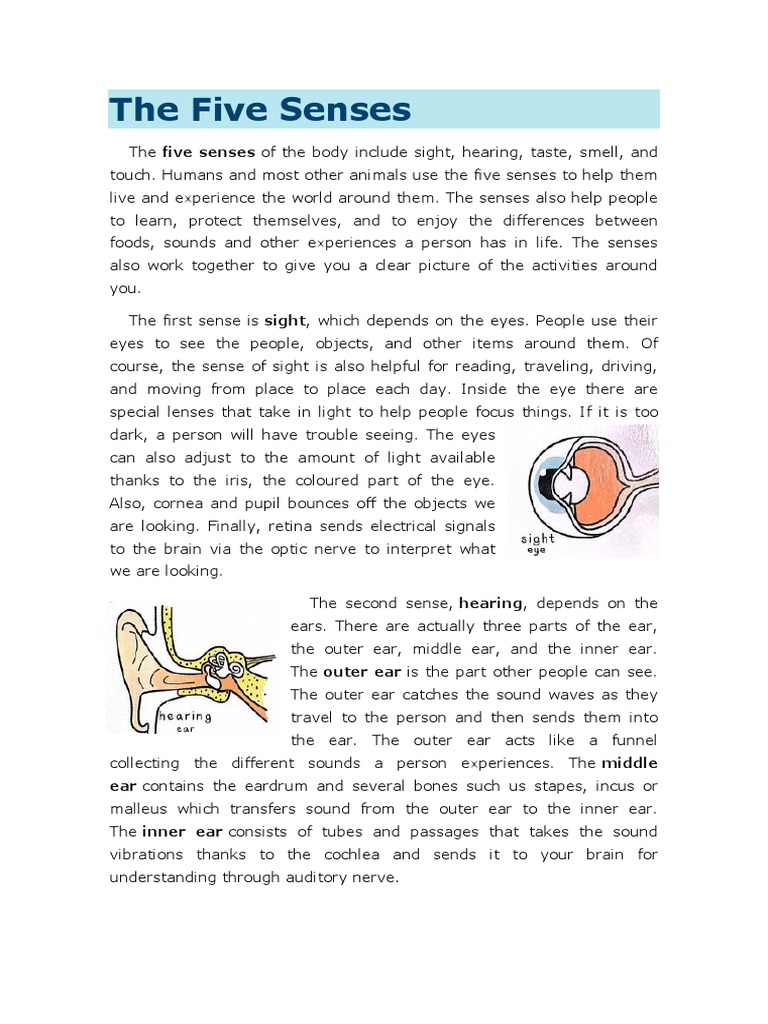 5 Senses Reading | PDF | Senses | Taste
