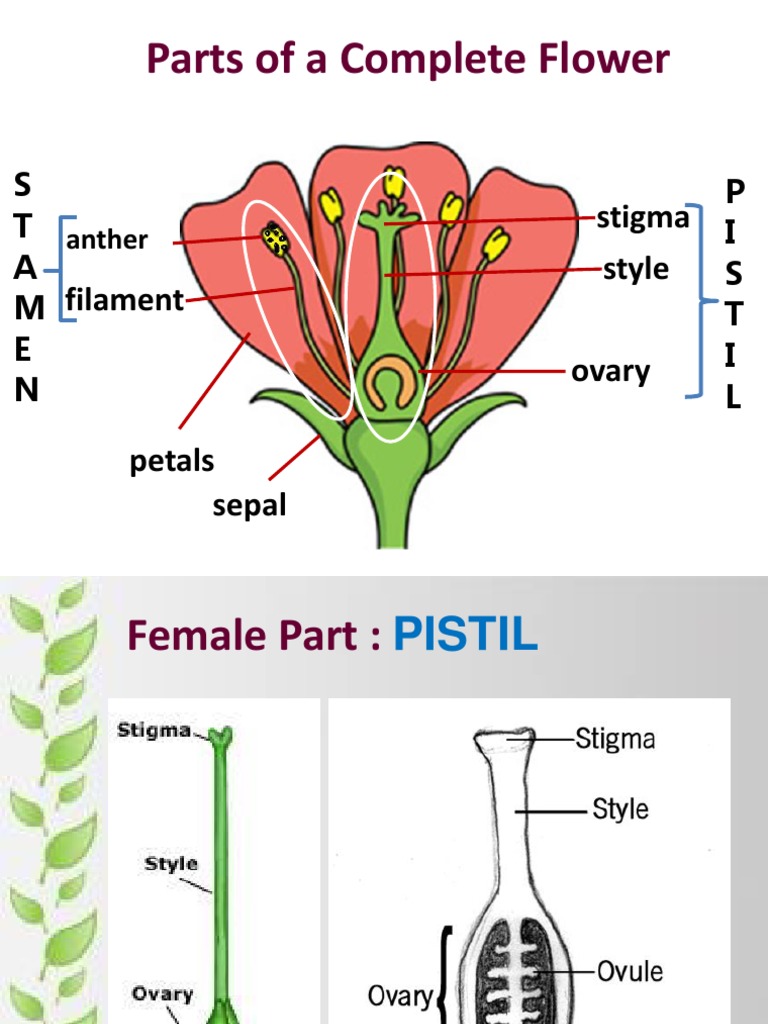 Flower Parts and Their Functions | PDF