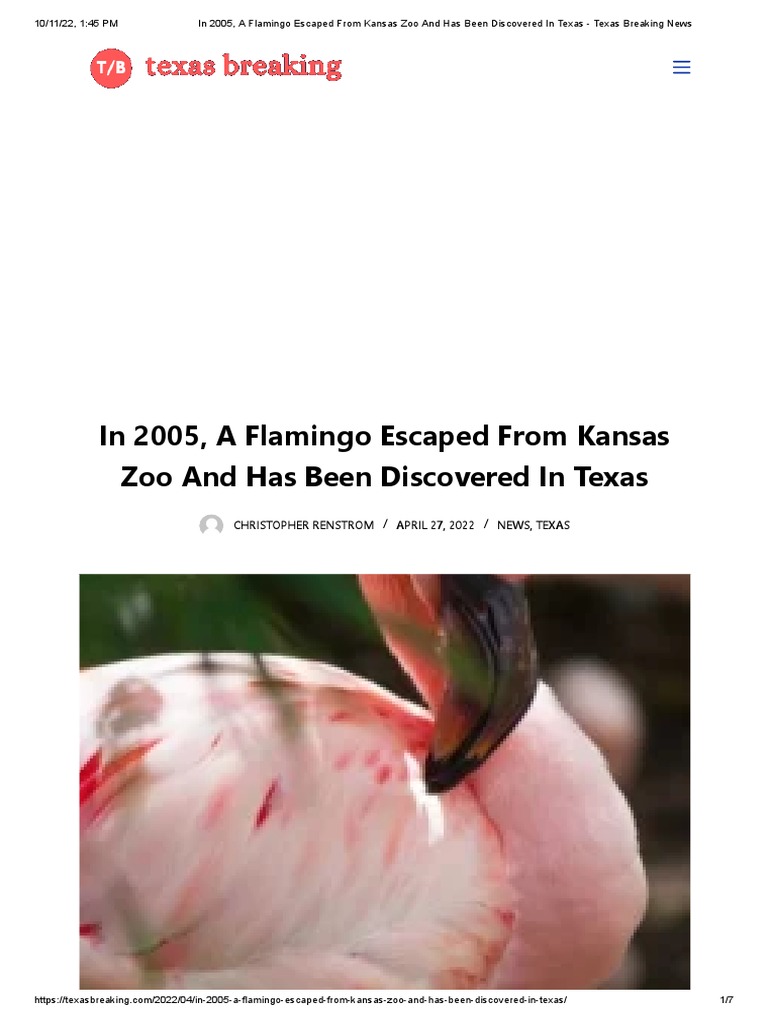 In 2005, A Flamingo Escaped From Kansas Zoo and Has Been Discovered in ...