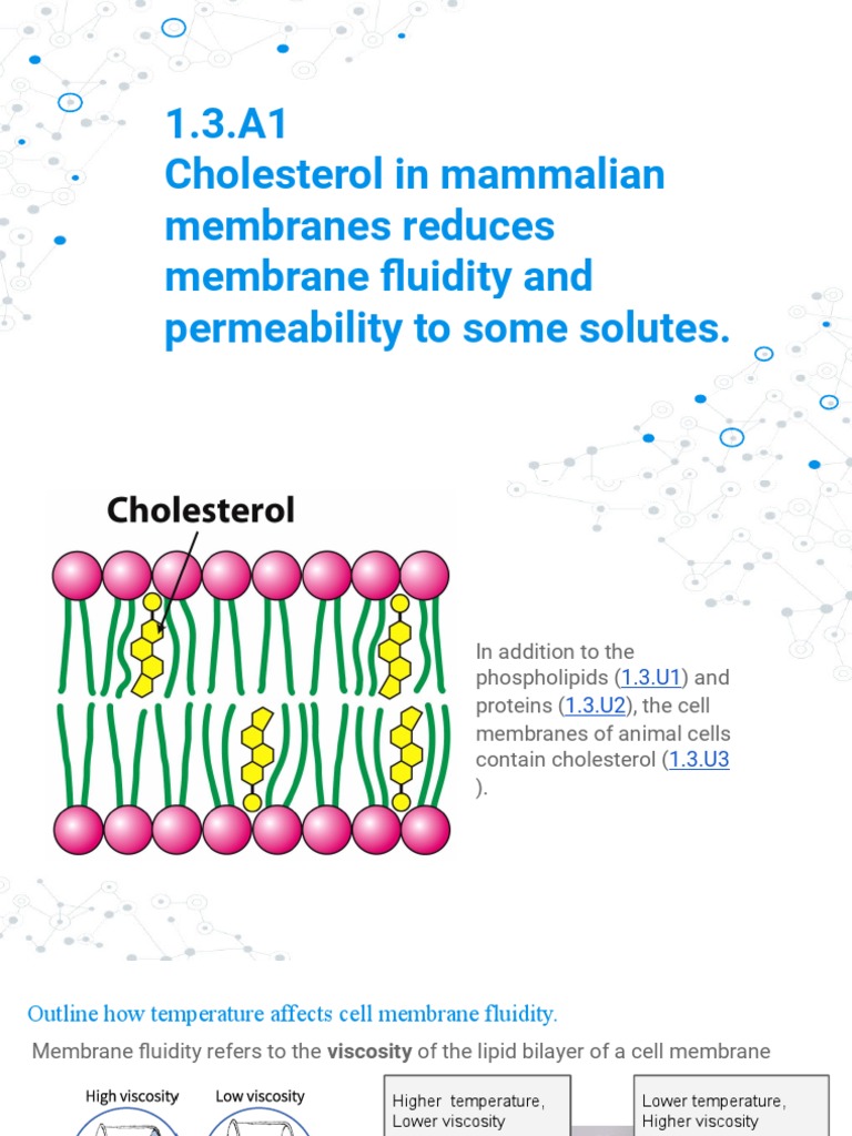 1.3.A1 Cholesterol in Mammalian Membranes Reduces Membrane Fluidity and ...