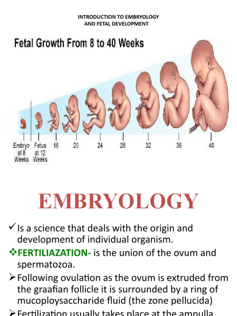 Embryology and Fetal Development Overview | PDF | Placenta | Fetus