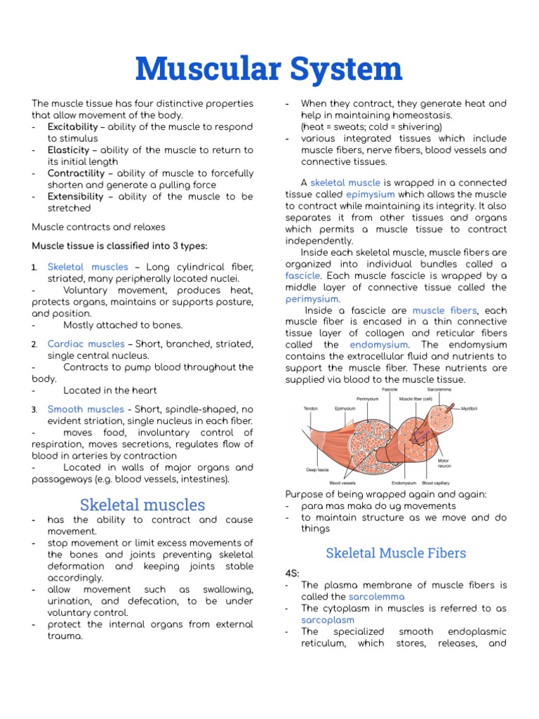 AnaPhy Unit 4 Notes Reviewer | PDF