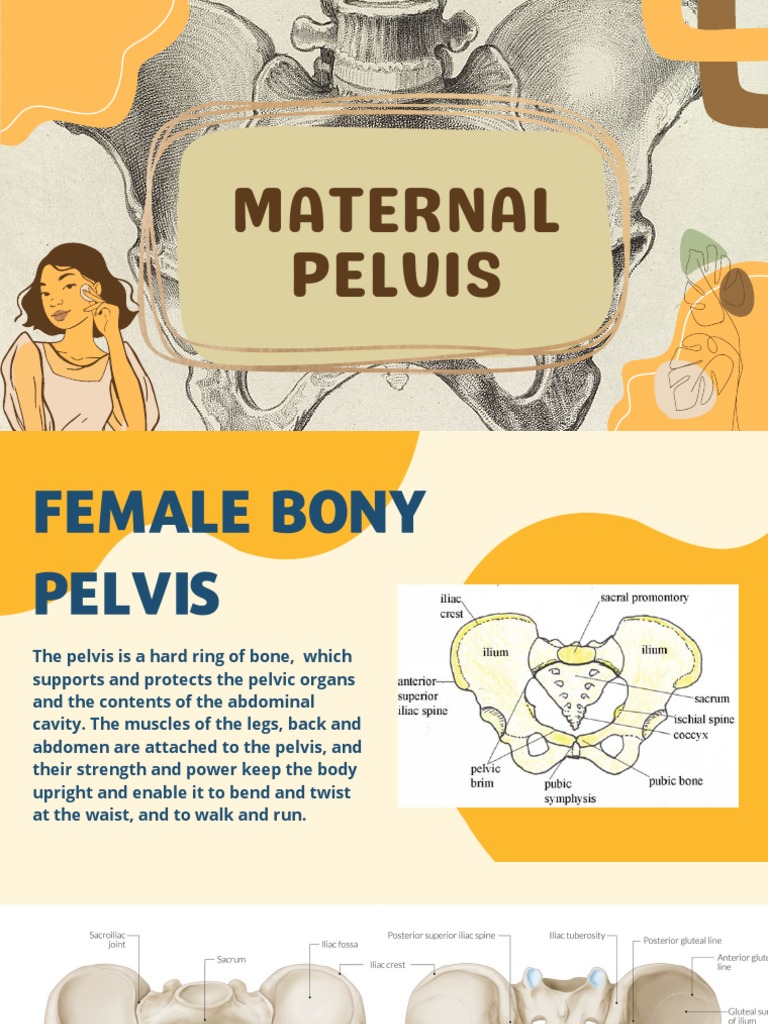 Maternal Pelvis | PDF