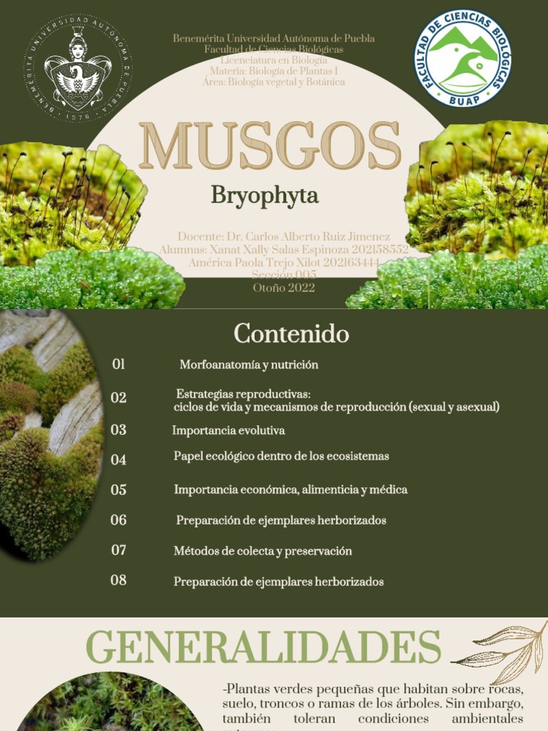 Expo Musgo | PDF | Musgo | Plantas
