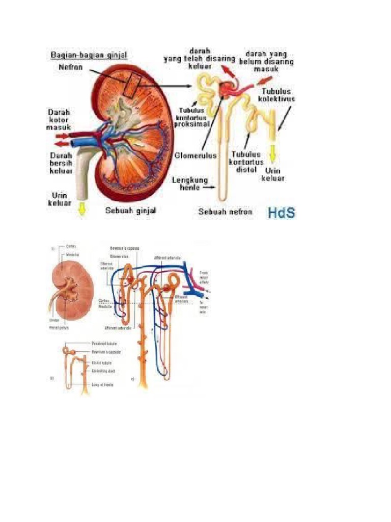 Anatomi Ginjal | PDF