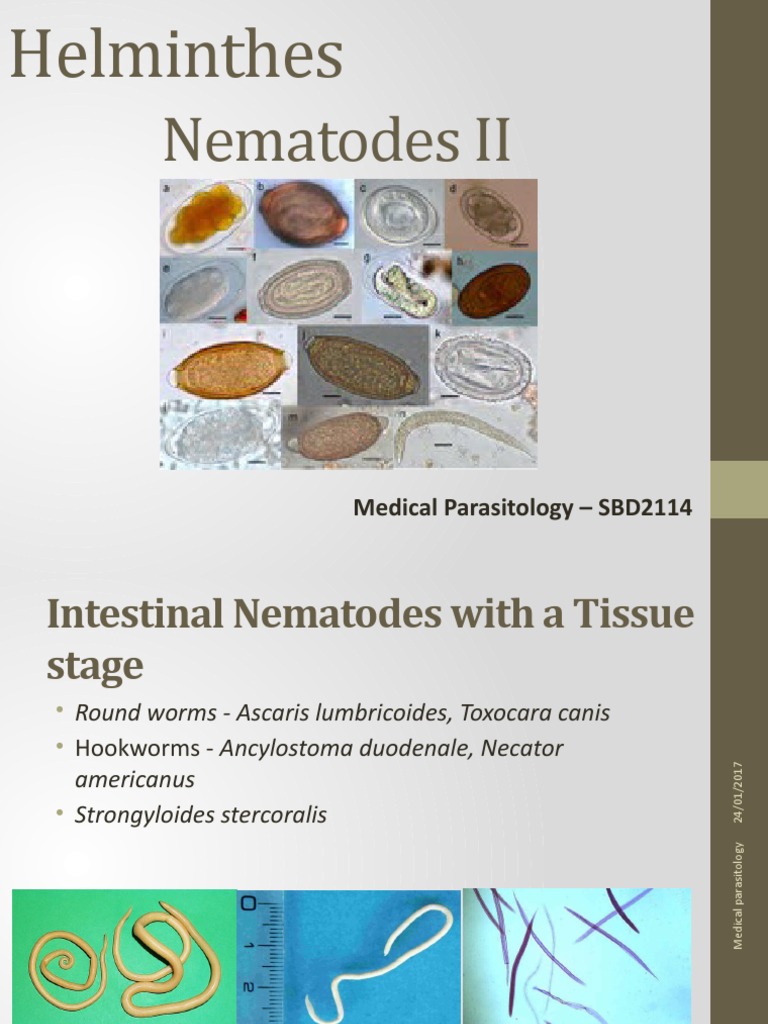 Nematodes II | PDF | Anemia | Infection