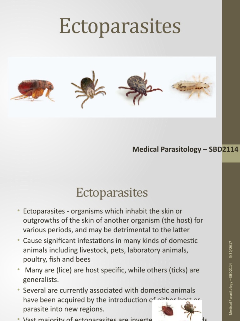 Week 8 - Ectoparasites | PDF | Mosquito | Parasitism