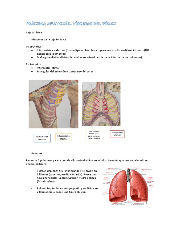 Prã¡ctica 4 Anatomã - A (Tã Rax) | PDF | Pulmón | Tórax
