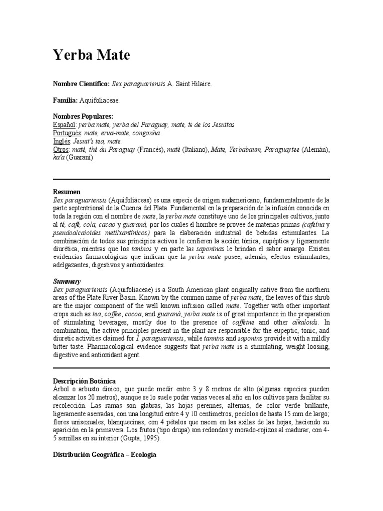 Yerba Mate | PDF