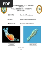 Filo Rotifera: Morfología y Ecología | PDF | Biología