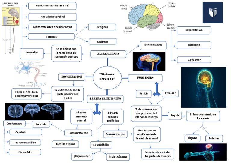 Organizador Visual Del Sistema Nervioso | PDF