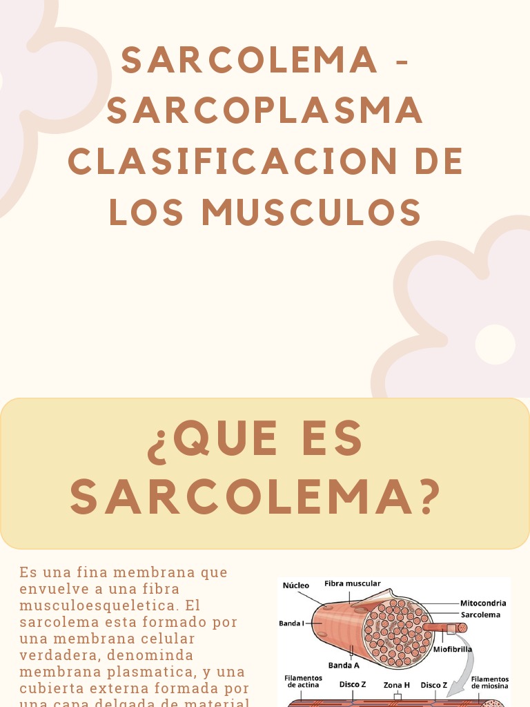 Sarcolema y Sarcoplasma en Músculos | PDF | Músculo esquelético ...