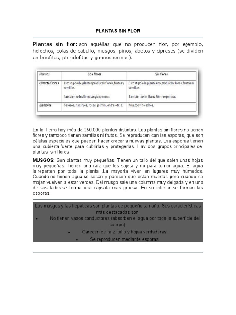 Tipos de Plantas Sin Flores | PDF | Plantas | Hoja