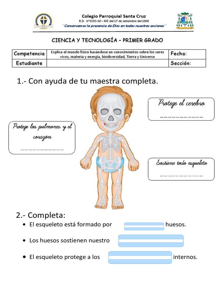 FICHA #6 y 7 Los Huesos y Musculos | PDF | Músculo esquelético | Esqueleto