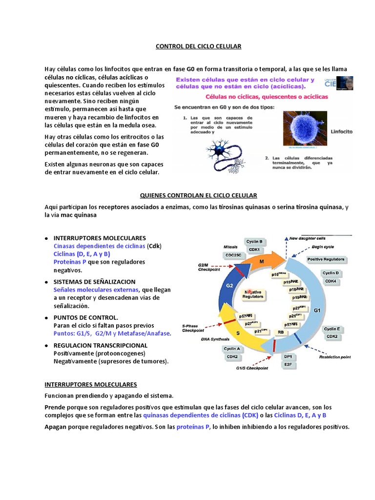 39 - Control Celular | PDF | Ciclo celular | Quinasa
