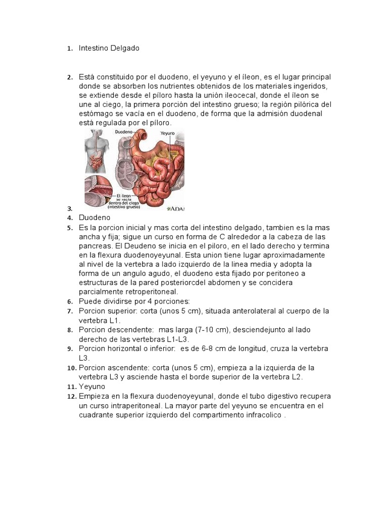 Anatomía del Duodeno y Yeyuno | PDF | Tracto gastrointestinal ...