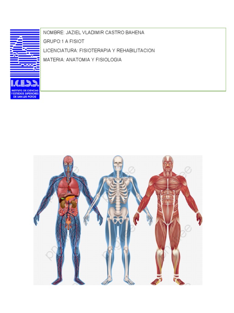 Anatomia | Descargar gratis PDF | Términos anatómicos de ubicación ...