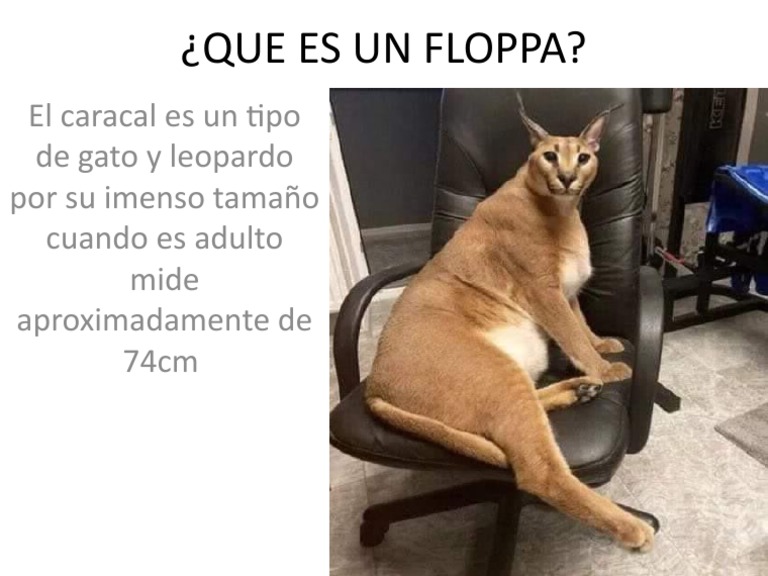 Que Es Un Floppa | PDF