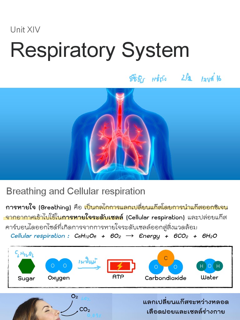 9 Respiratory-System | PDF