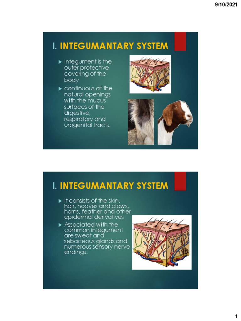 Module 2. Anatomy and Physiology (Integumentary, Skeletal, Muscular) | PDF