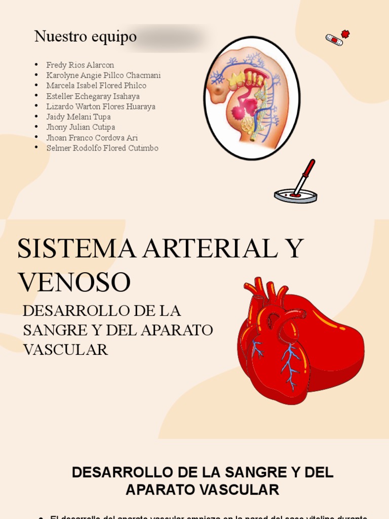 Sistema Arterial y Venoso Embriologia II | PDF | Corazón | Feto