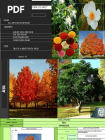 18 Árboles con Flores y sus Nombres | PDF | Arboles | Plantas