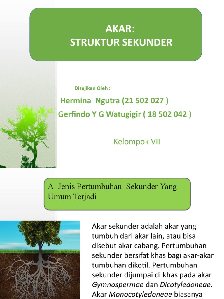 Pertumbuhan Sekunder pada Akar Dikotil | PDF | Griya & Taman