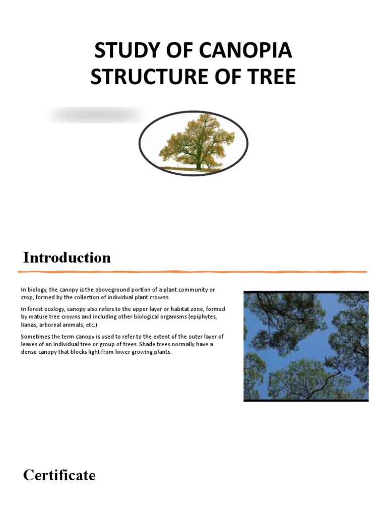 1study of Canopia Structure of Trees | PDF