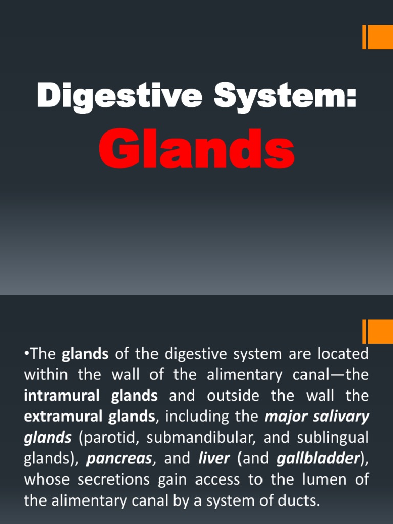 Histology Digestive System Glands | PDF | Liver | Pancreas